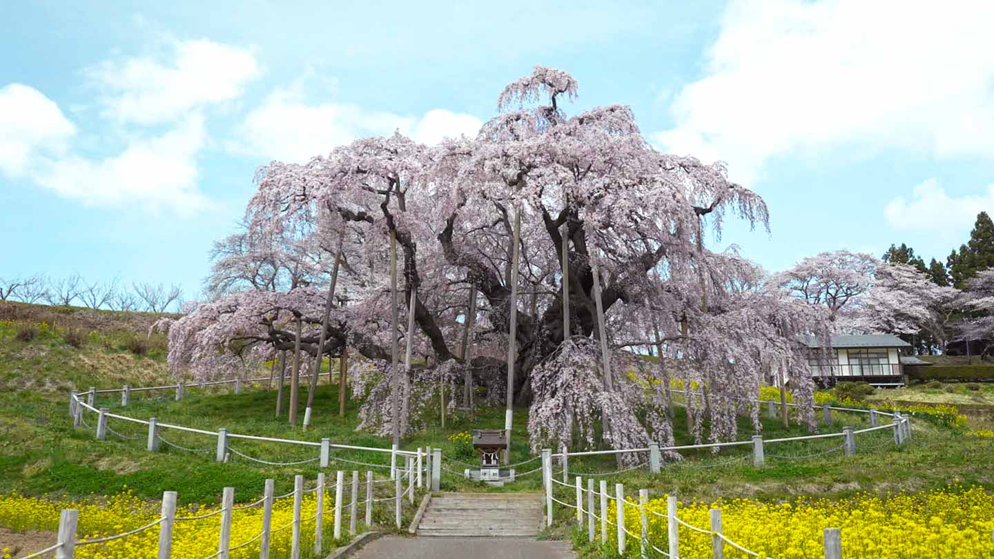 BS-TBS｜にっぽん列島 桜満開スペシャル